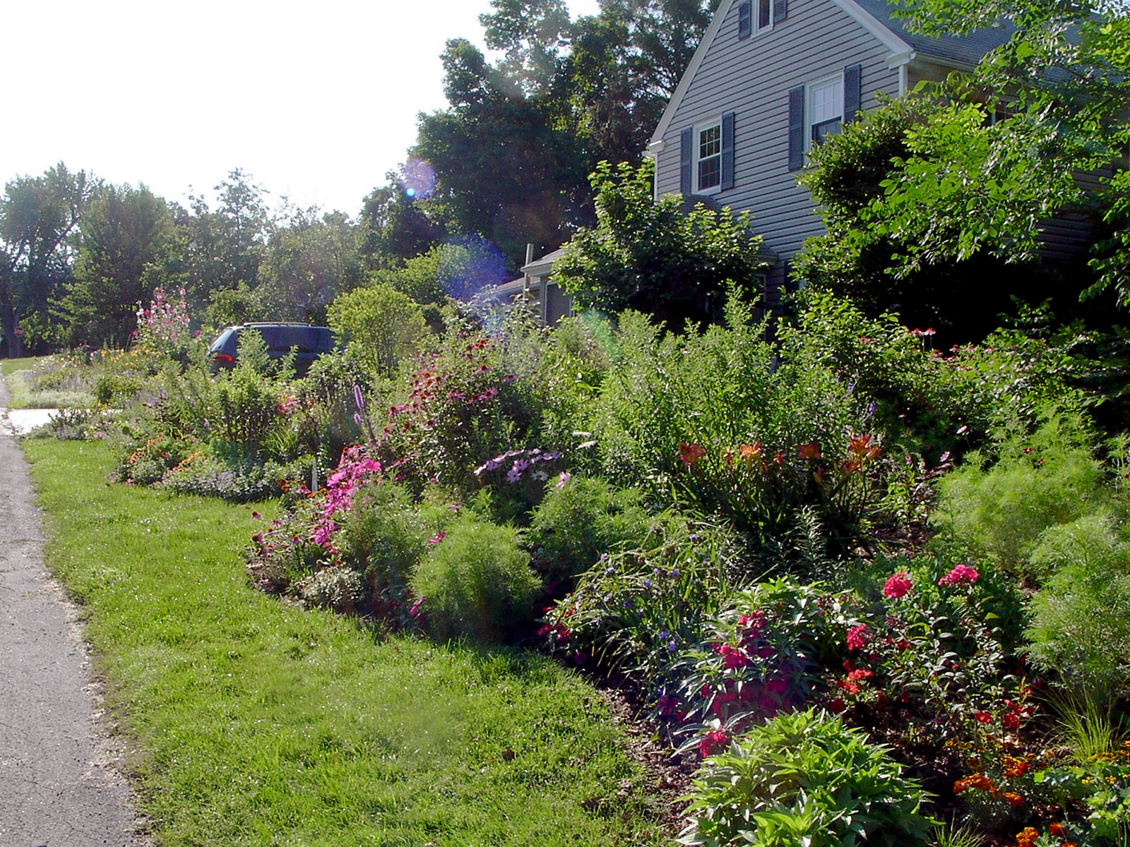 Side yard – Our Habitat Garden