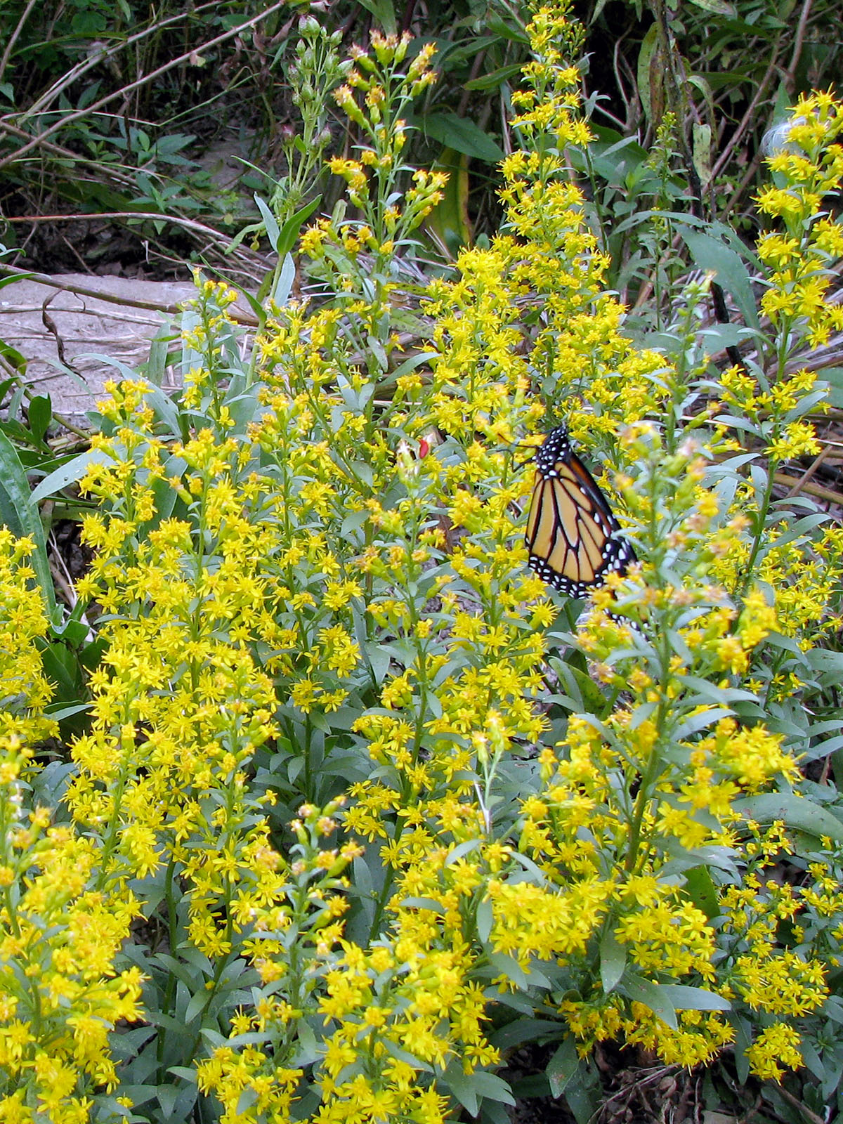 Goldenrods: Unfairly maligned – Our Habitat Garden