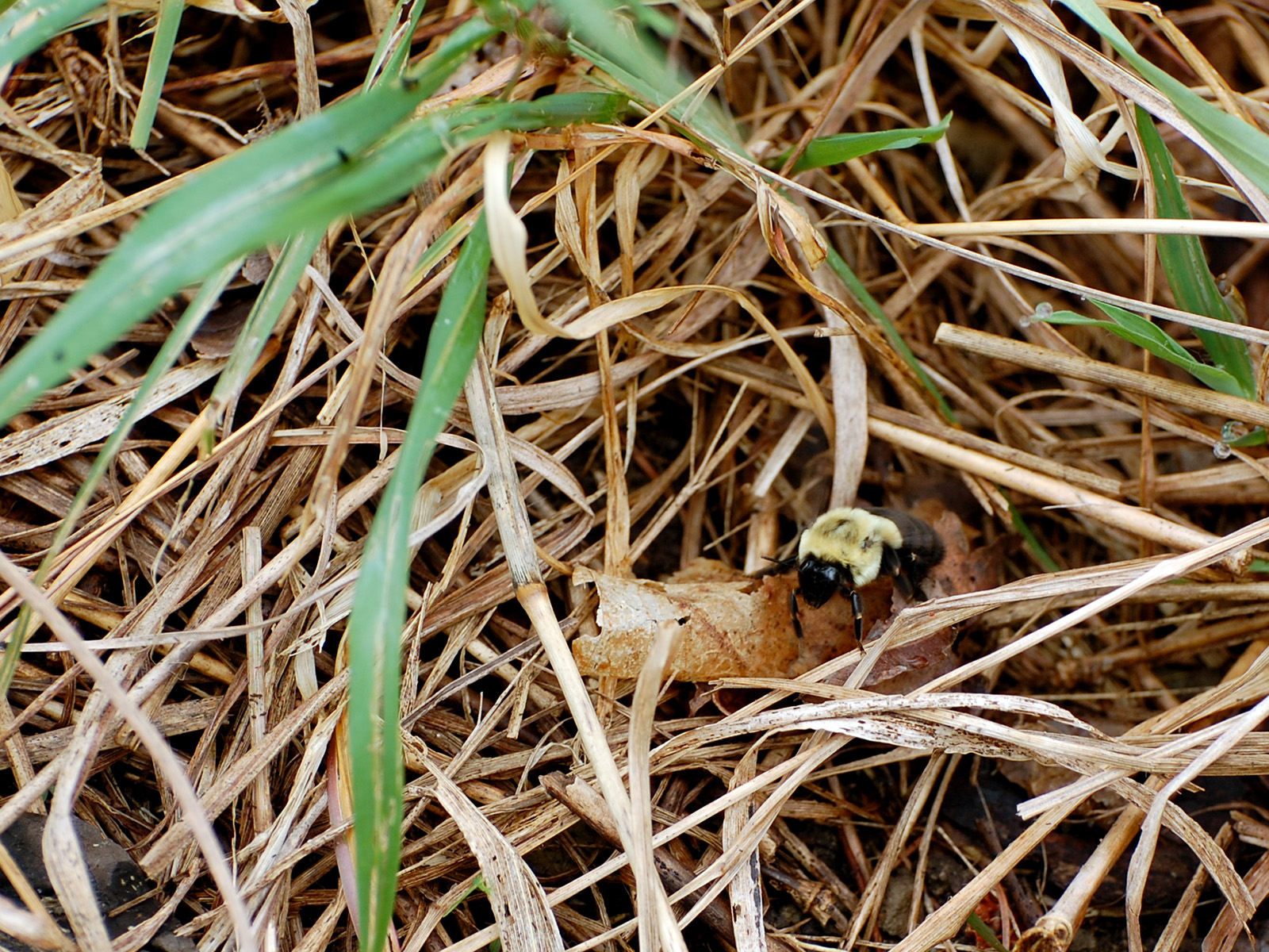 Bees raising their young – Our Habitat Garden
