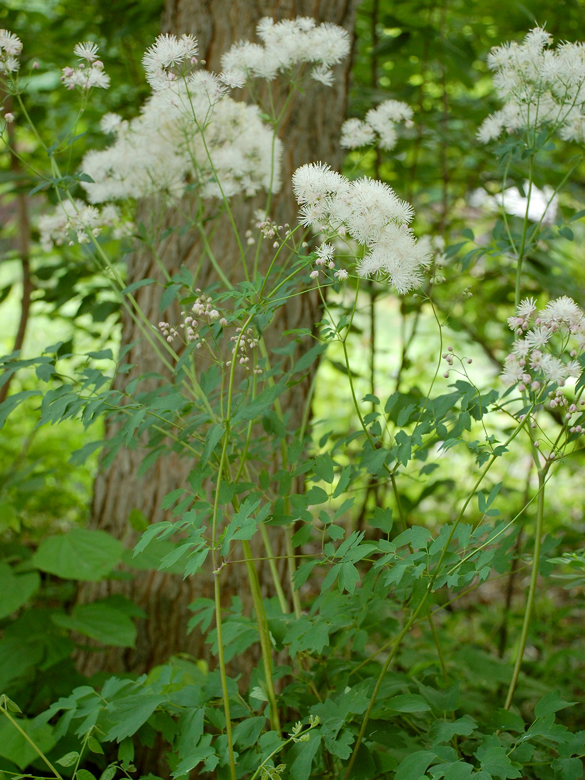 Our wildflowers – 19 – Our Habitat Garden