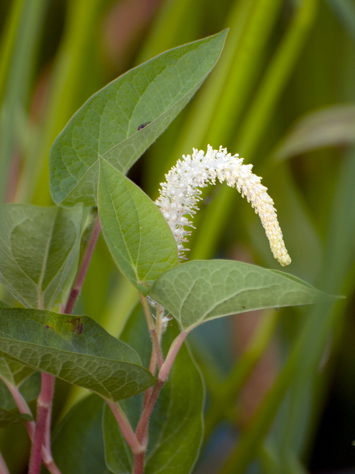 Our emergents – 2 – Our Habitat Garden