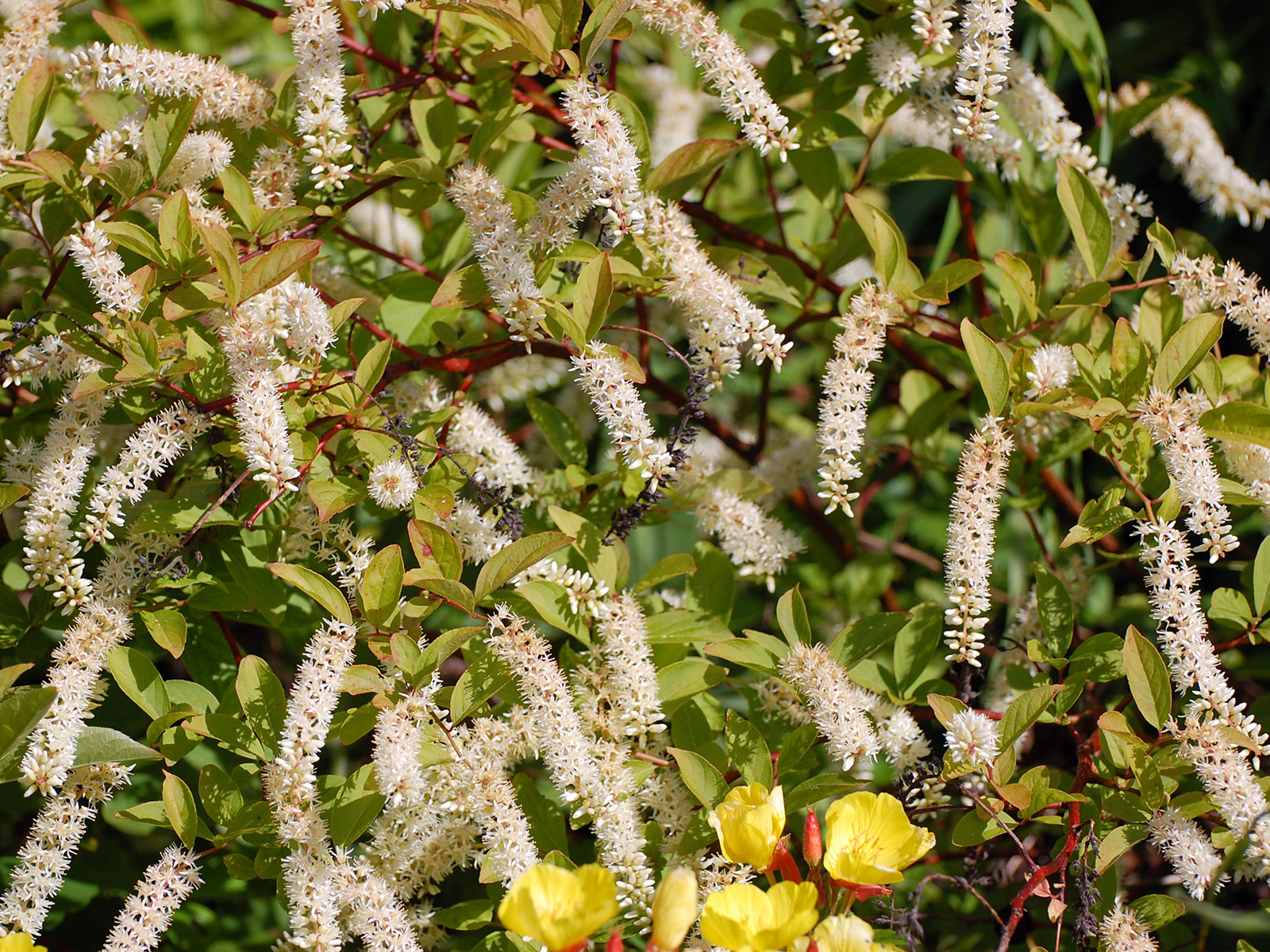 Our shrubs – 5 – Our Habitat Garden