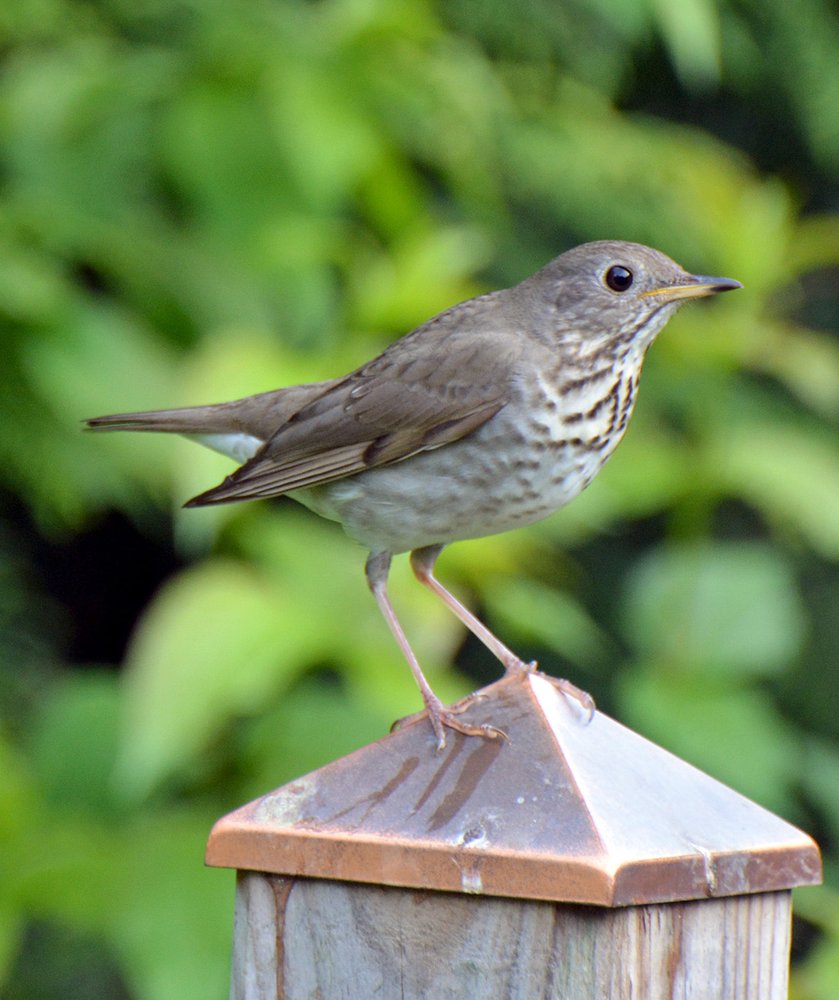 Our birds: Kinglets, Thrushes, and Mockingbirds – Our Habitat Garden