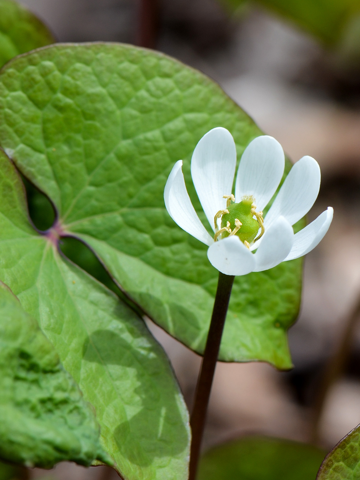 Our wildflowers – 11 – Our Habitat Garden