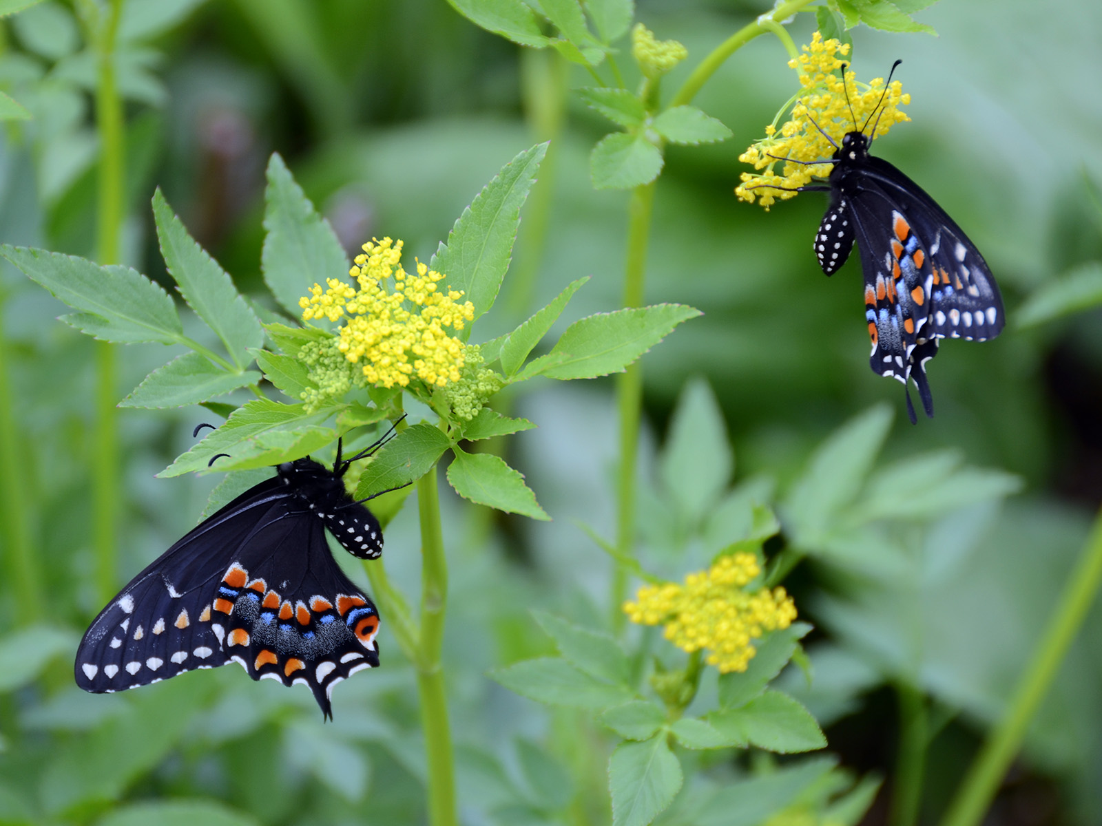 Swallowtail Butterfly Host Plant