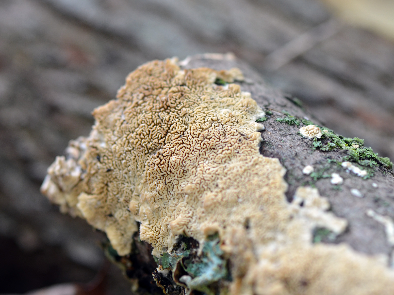Fungi and more – Our Habitat Garden