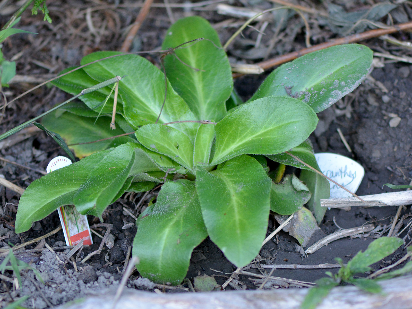 Our wildflowers – 12 – Our Habitat Garden