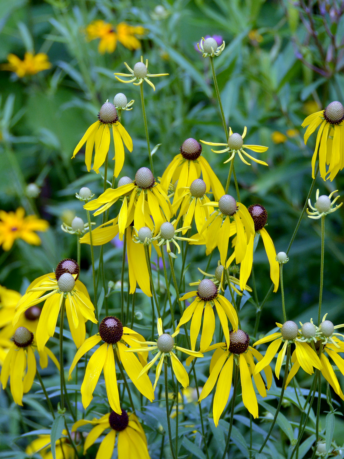 Our wildflowers – 16 – Our Habitat Garden