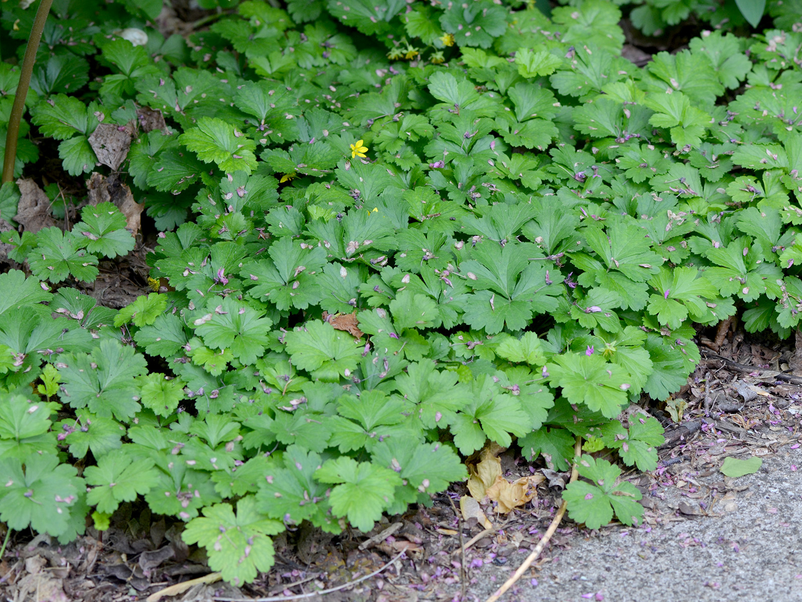 Our wildflowers – 20 – Our Habitat Garden