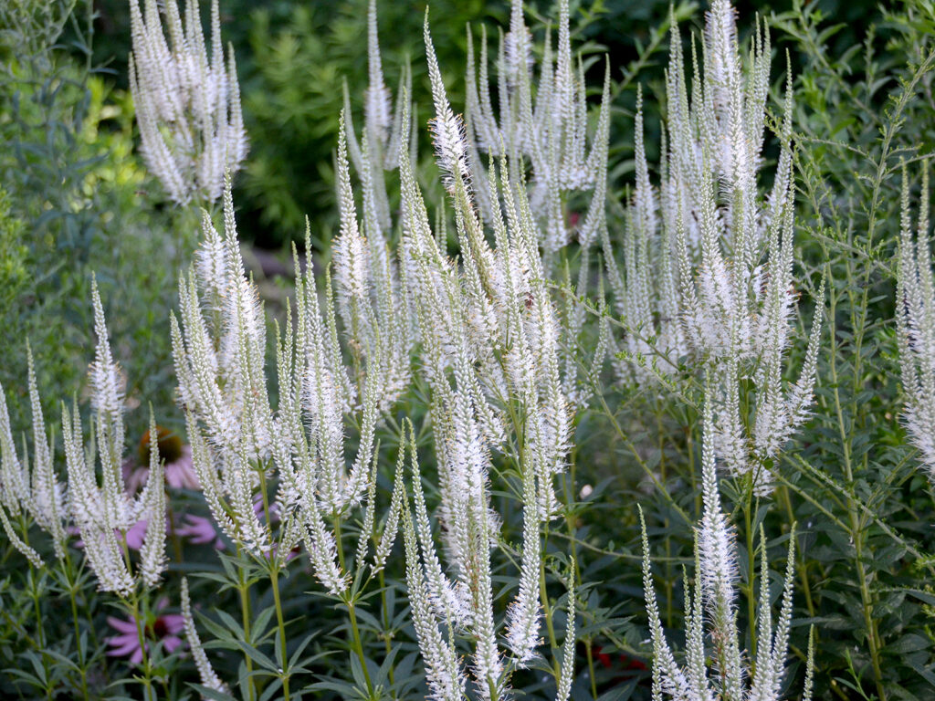 Our wildflowers – 20 – Our Habitat Garden