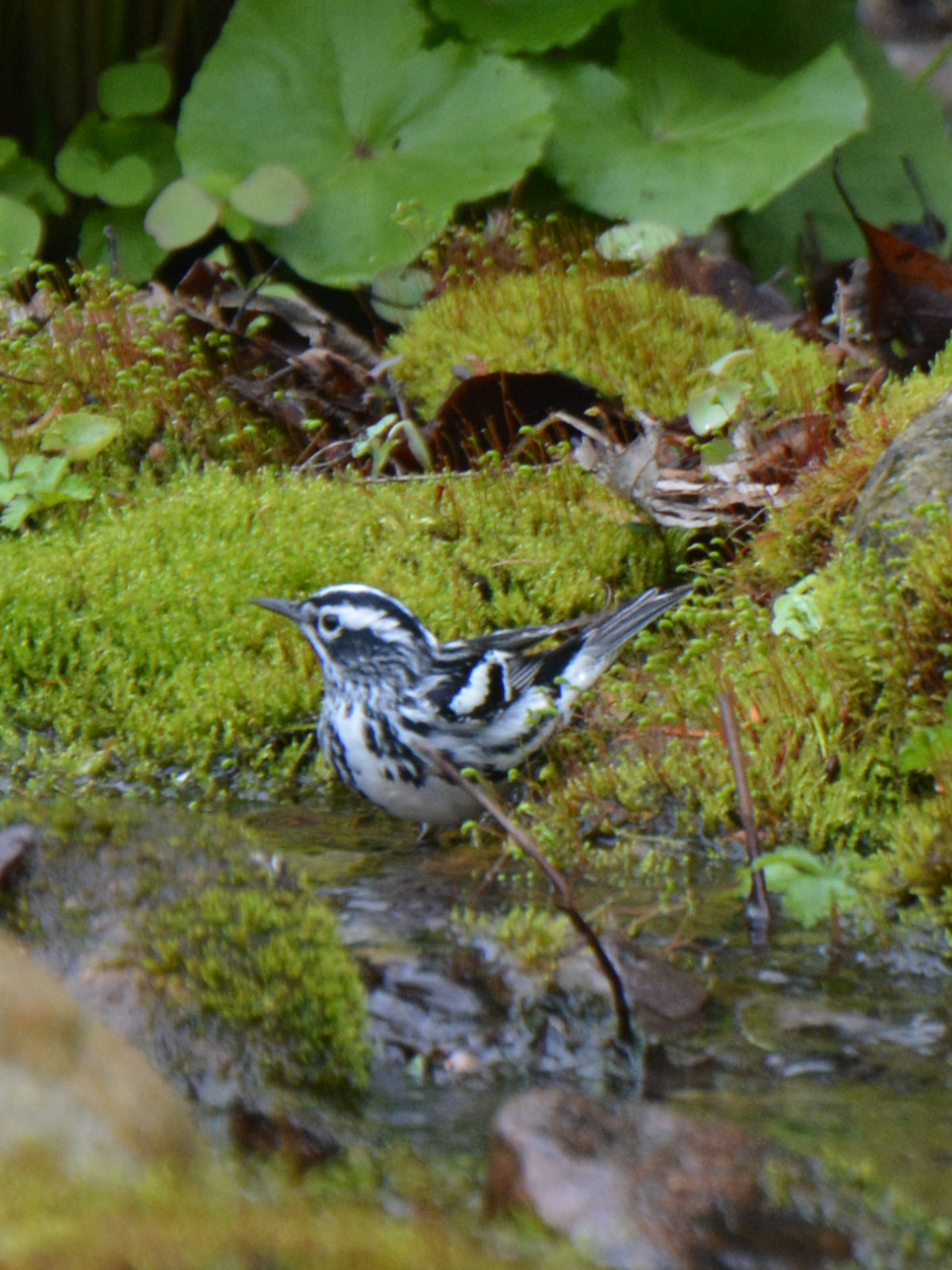 Our birds: Warblers – part 2 – Our Habitat Garden