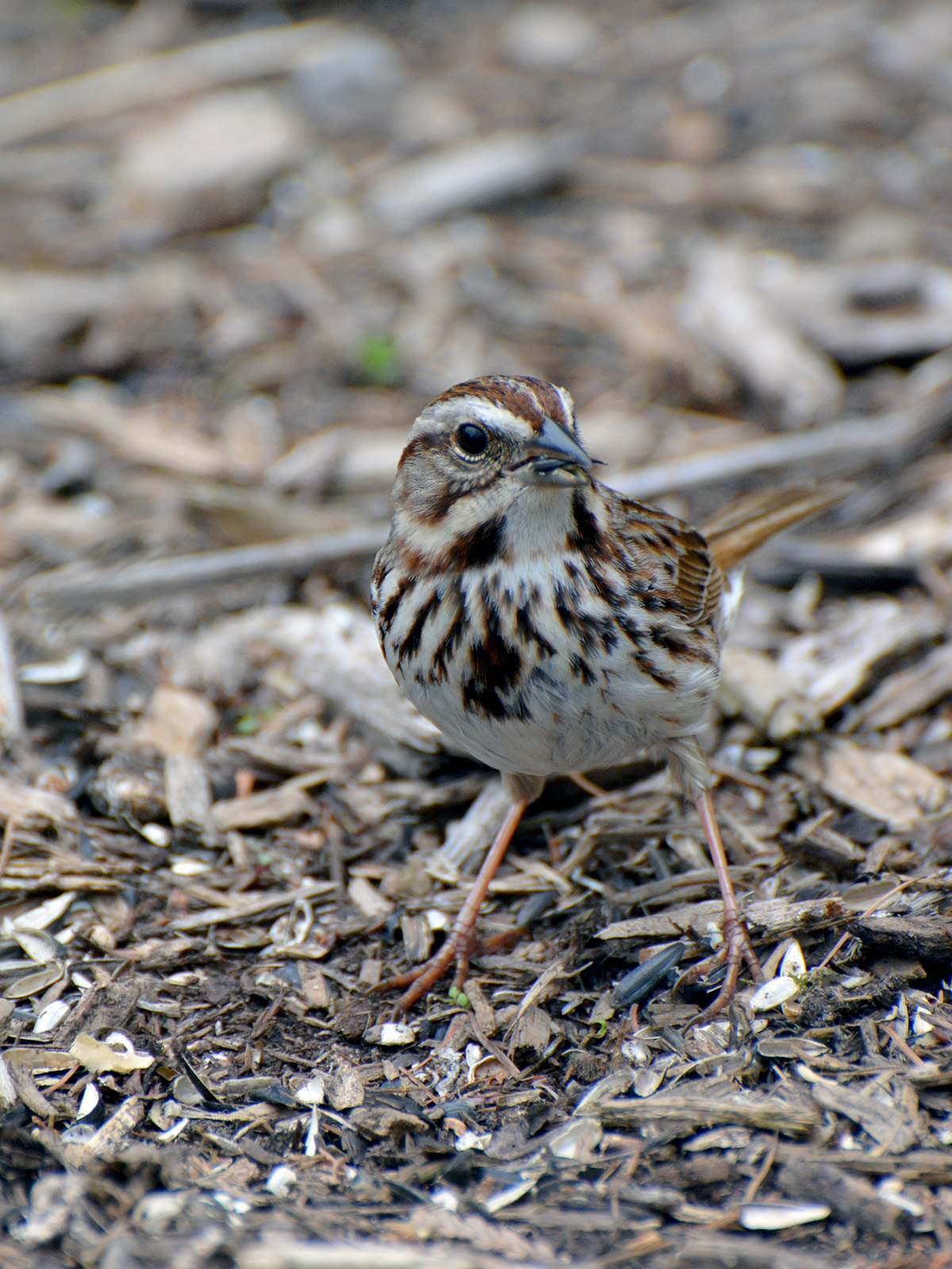 Our birds: Sparrows – Our Habitat Garden