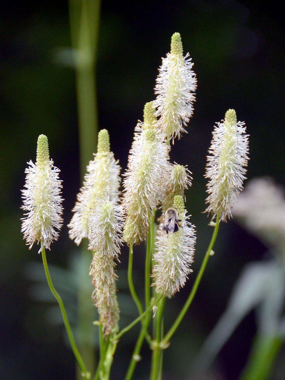 Our wildflowers – 17 – Our Habitat Garden