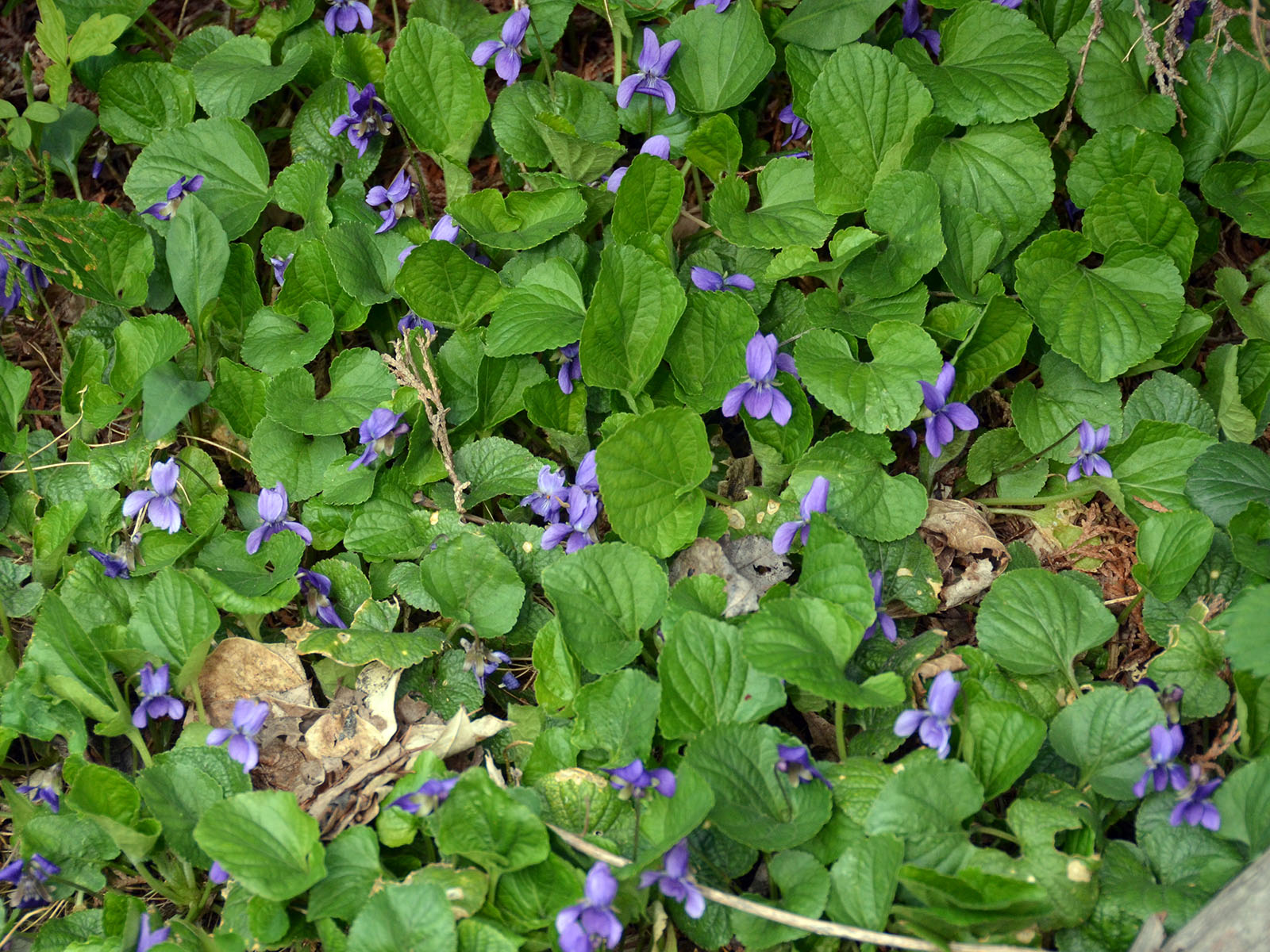 Our wildflowers – 20 – Our Habitat Garden