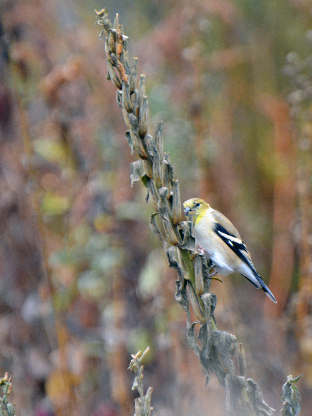 Birds eating seeds from plants – Our Habitat Garden