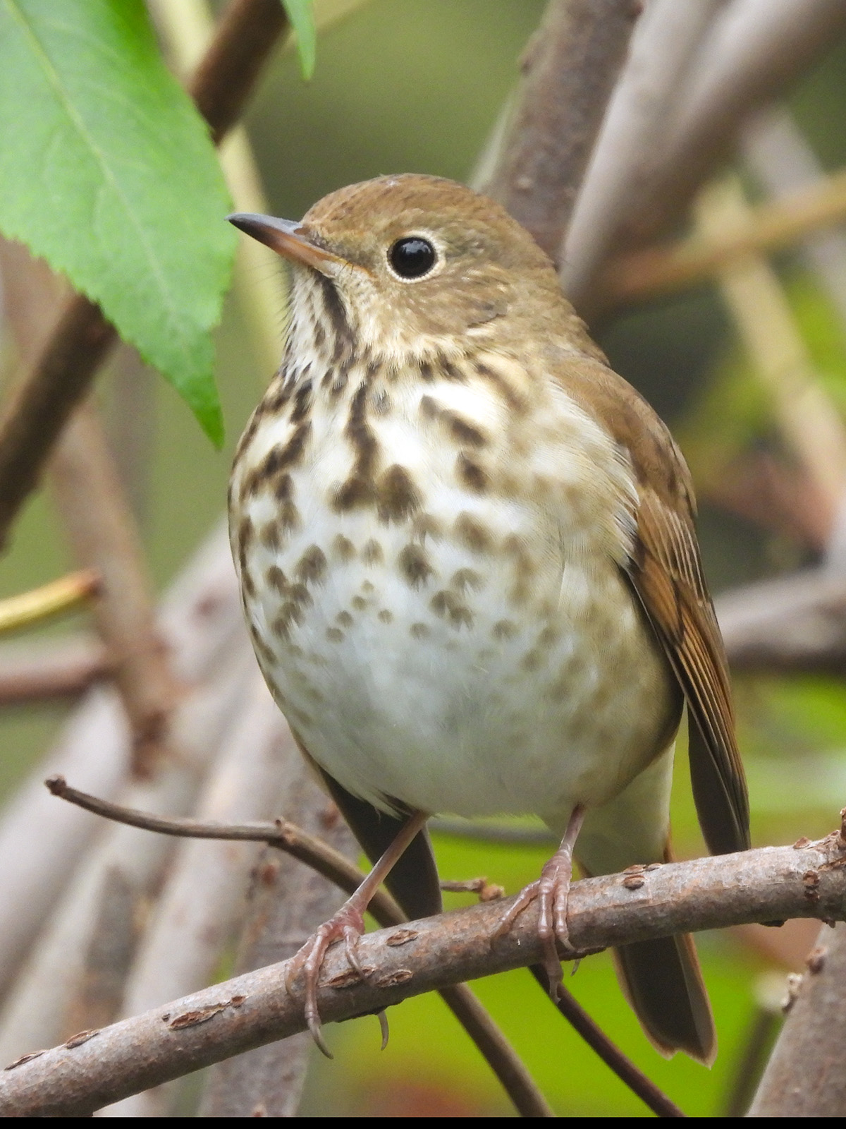 Our birds: Kinglets, Thrushes, and Mockingbirds – Our Habitat Garden
