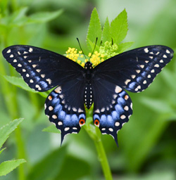 Black swallowtail – Our Habitat Garden