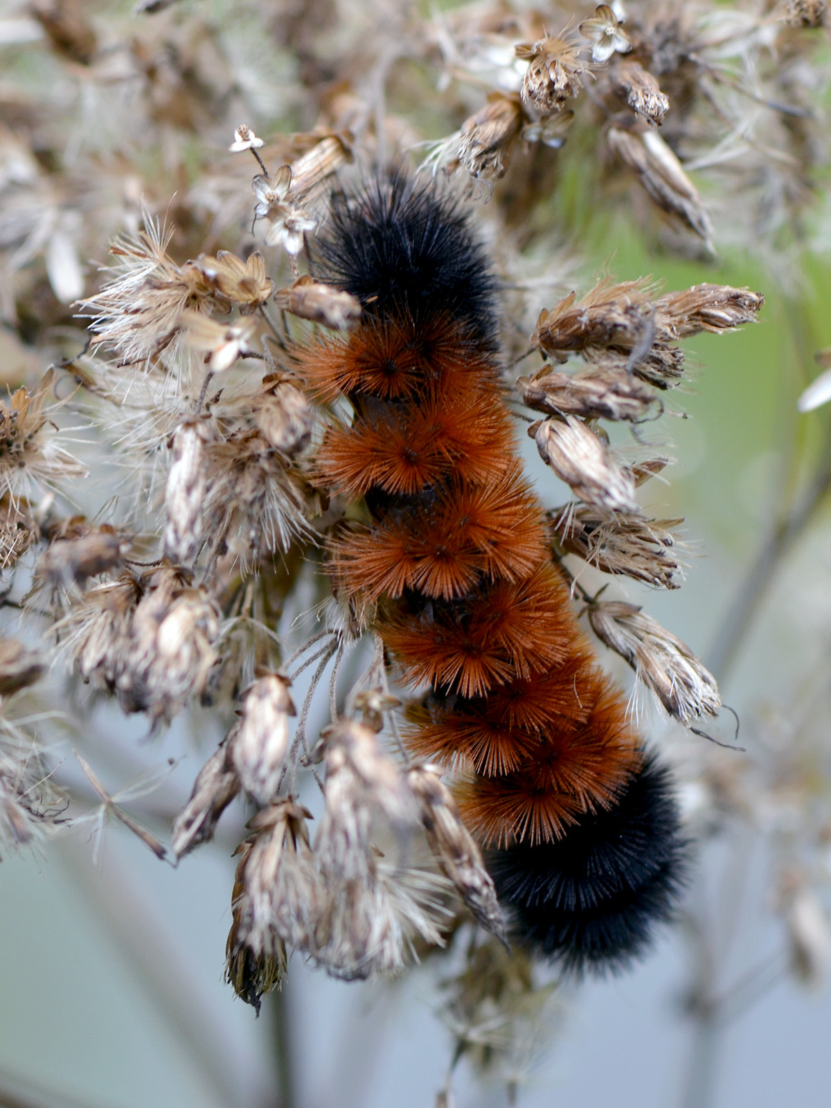 Our lepidoptera list – Our Habitat Garden