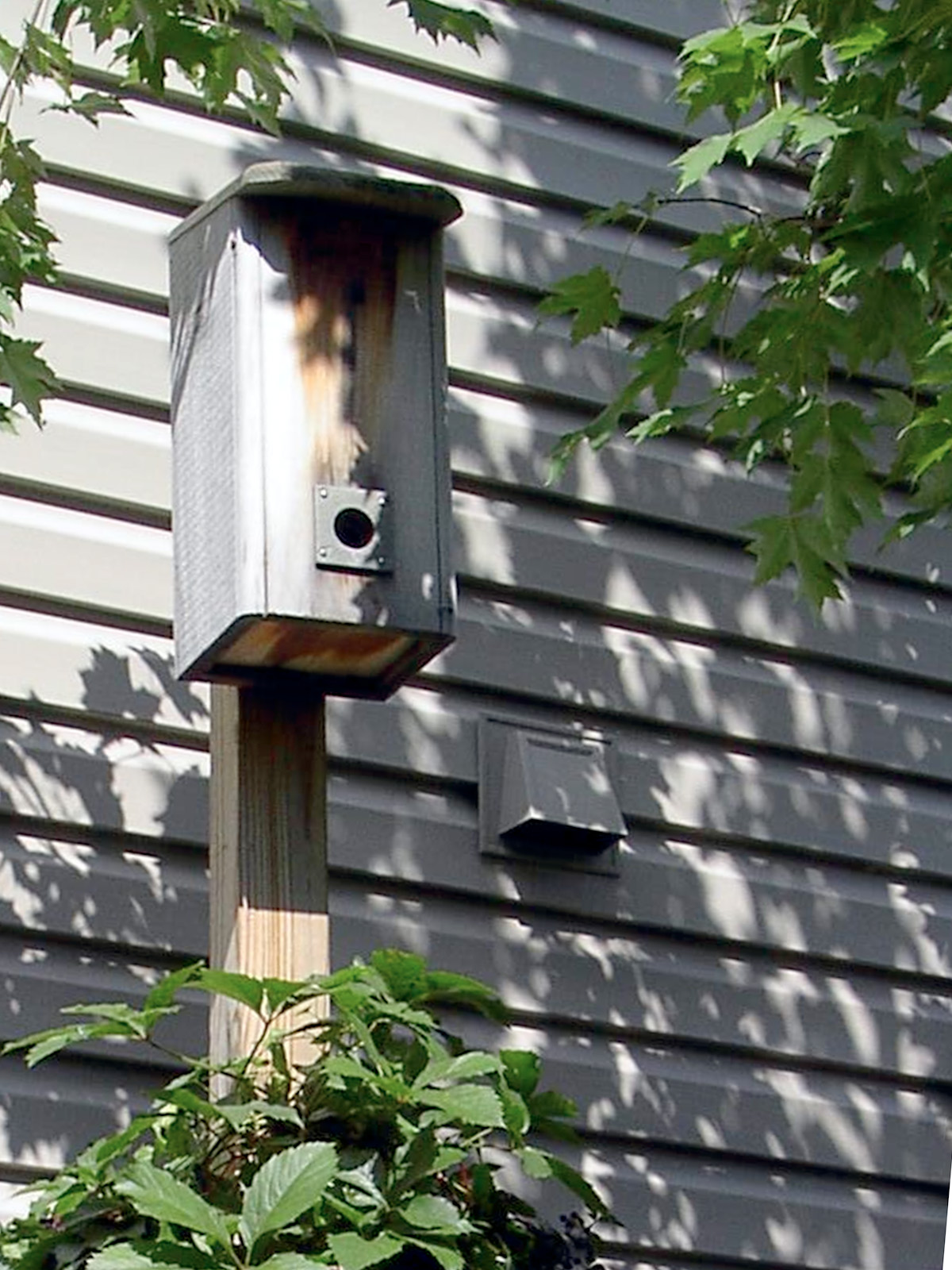 Cover for birds – Our Habitat Garden