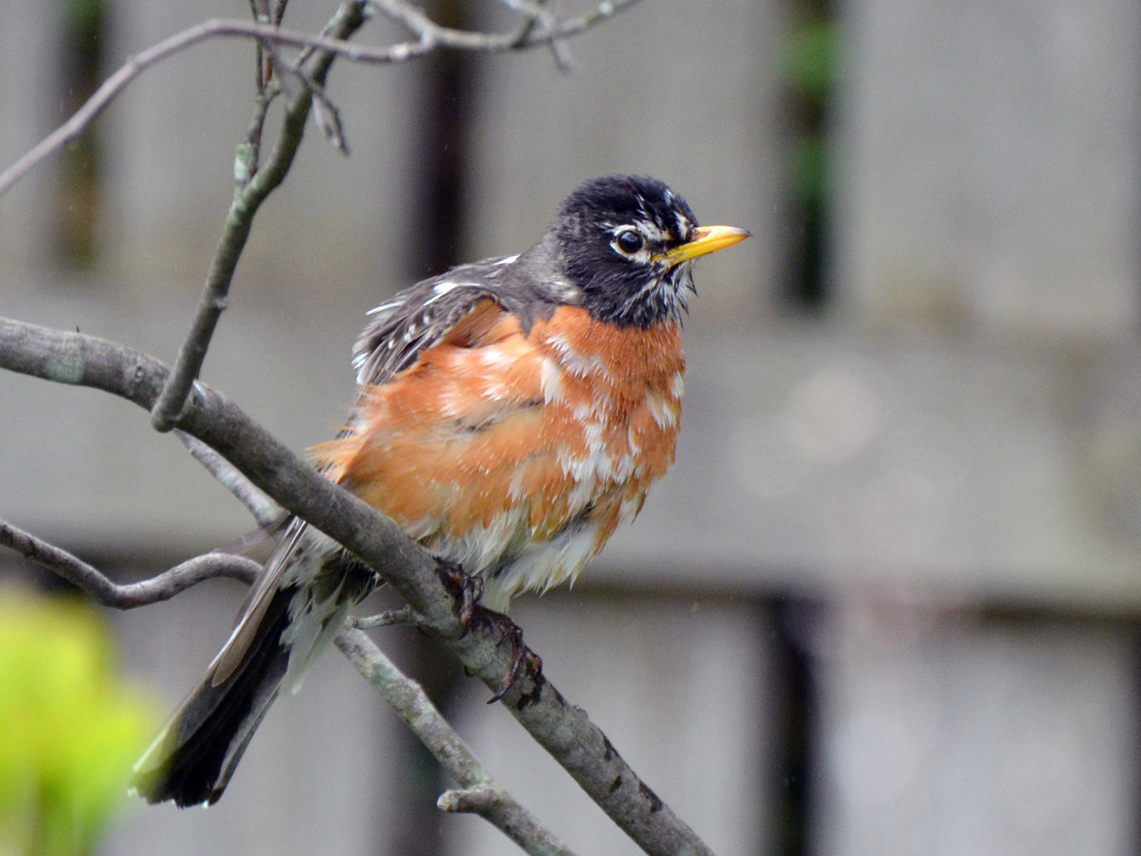 Bird diseases – Our Habitat Garden