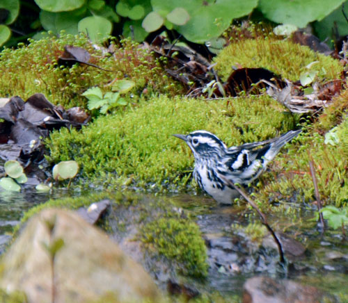 Our birds: Warblers – part 2 – Our Habitat Garden