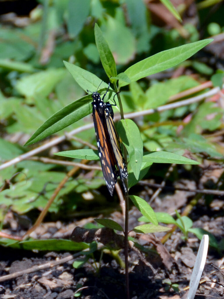 Life stages of the monarch: The egg – Our Habitat Garden