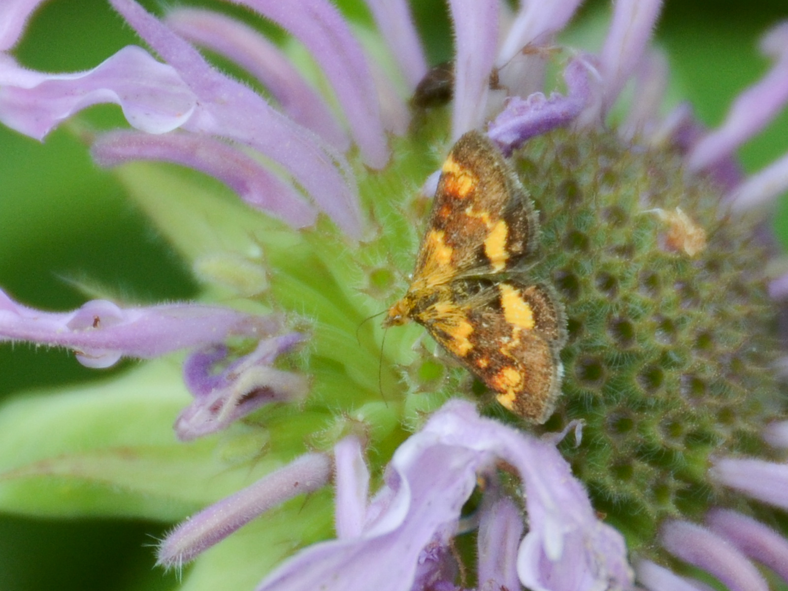 Our clearwing moths and others – Our Habitat Garden