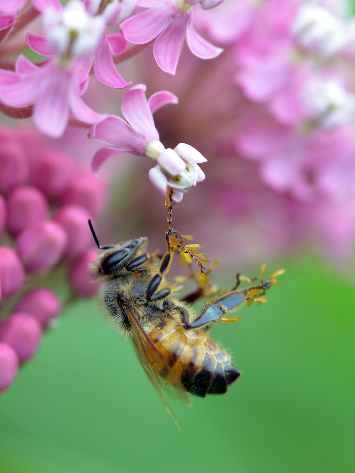 Milkweed – Our Habitat Garden