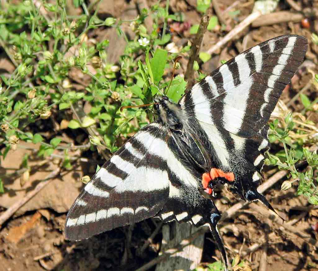Butterflies (and other lepidoptera) – Our Habitat Garden