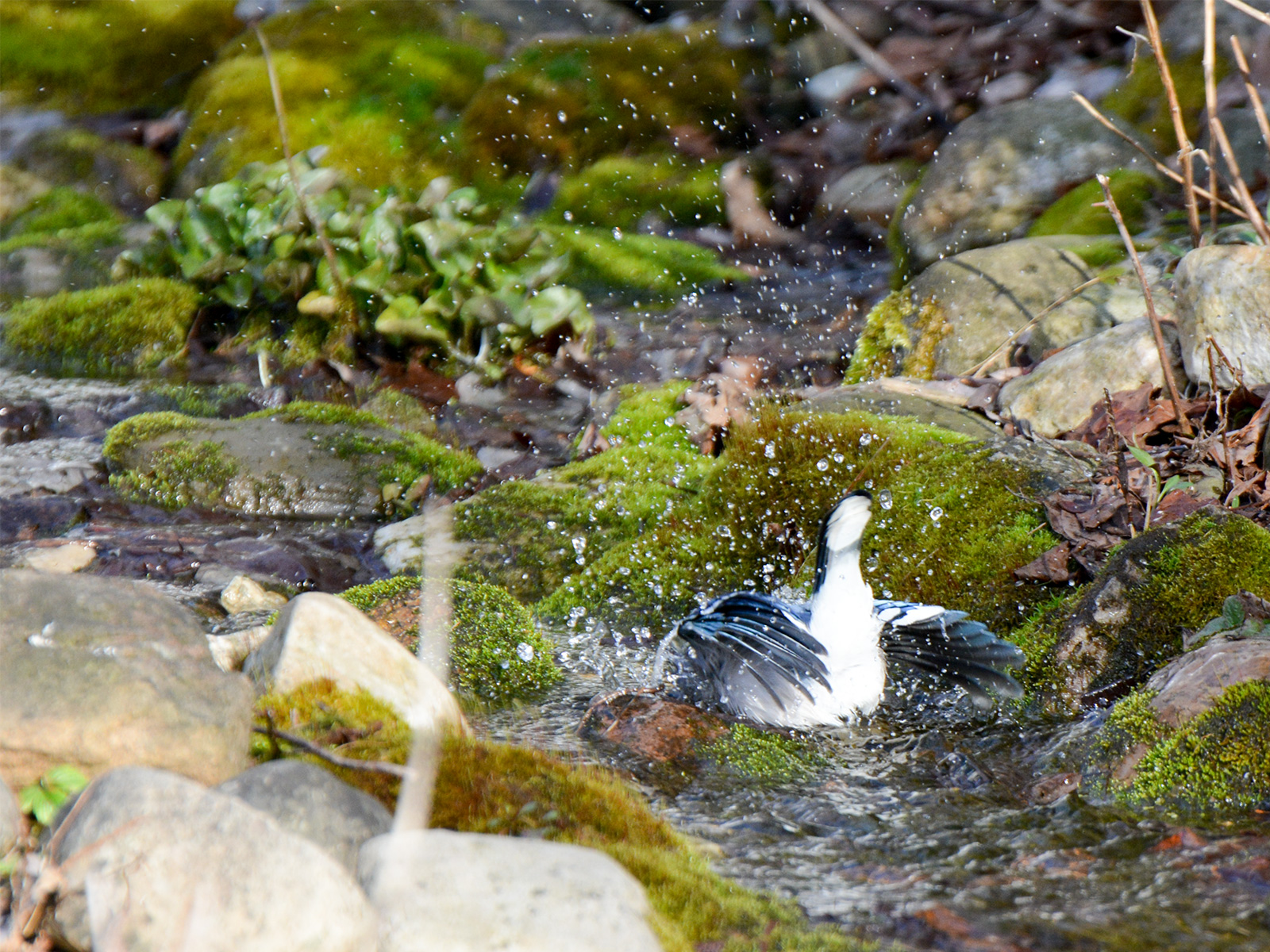 Water for birds – Our Habitat Garden