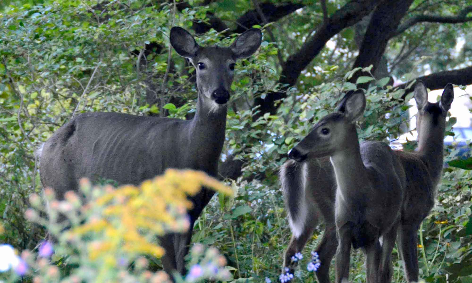 Deer: A difficult issue – Our Habitat Garden