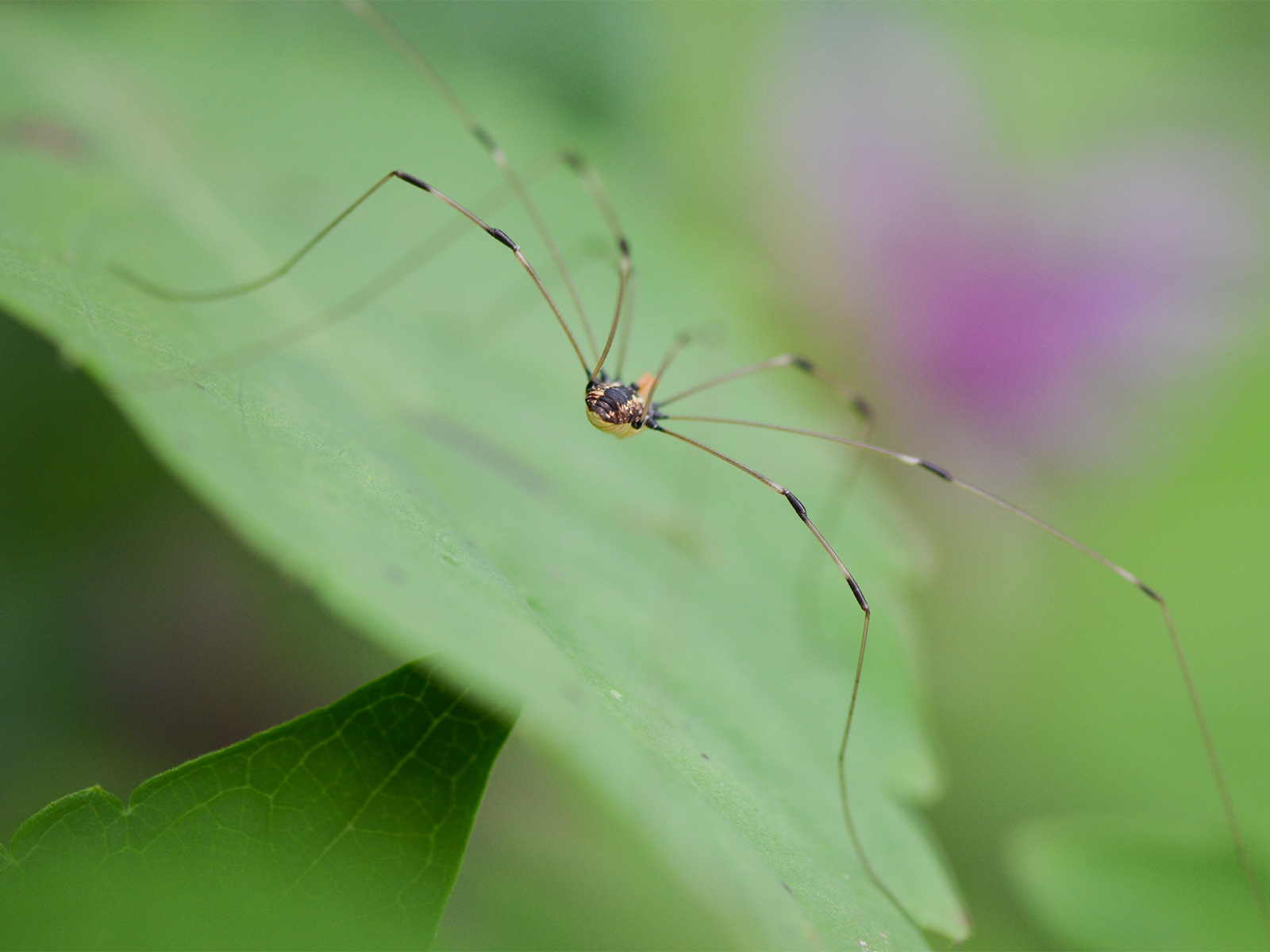 Our spiders (and other arachnids) – Our Habitat Garden