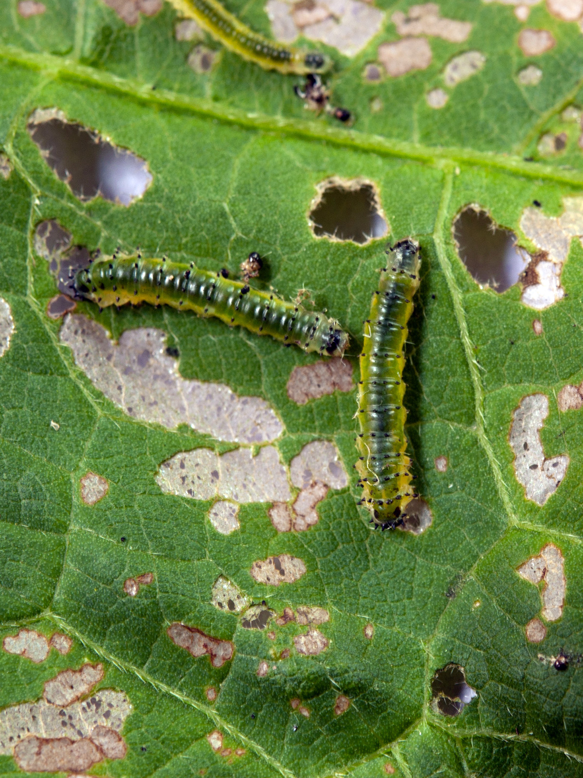 Non-native insects – Our Habitat Garden
