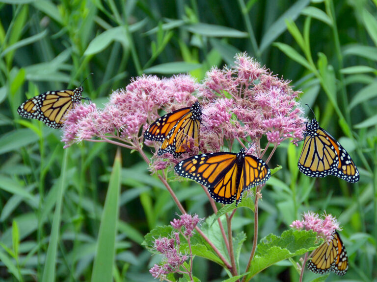 Monarchs overview – Our Habitat Garden