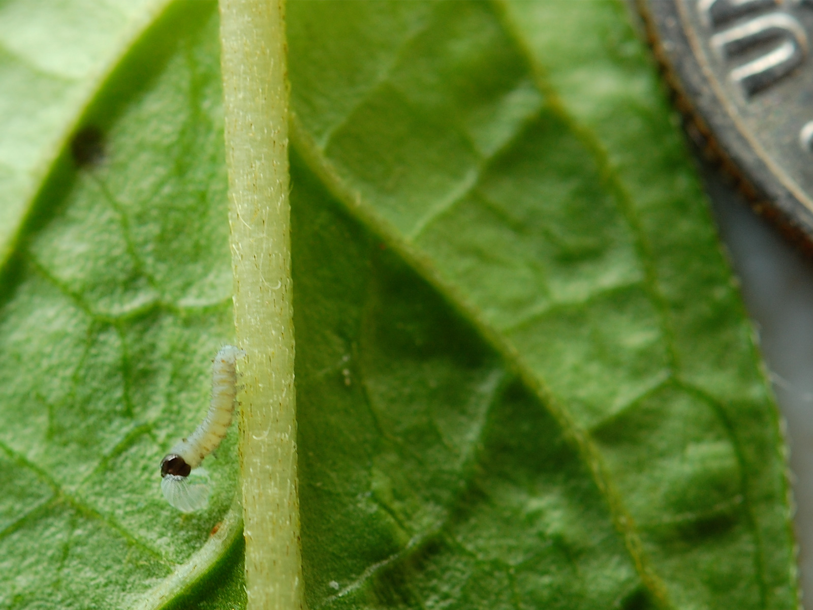 Life stages of the monarch: Caterpillar to chrysalis – Our Habitat Garden