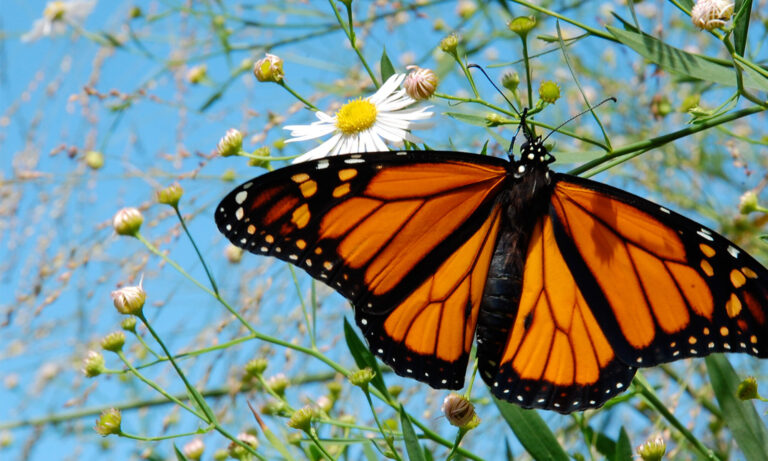 Black swallowtail – Our Habitat Garden