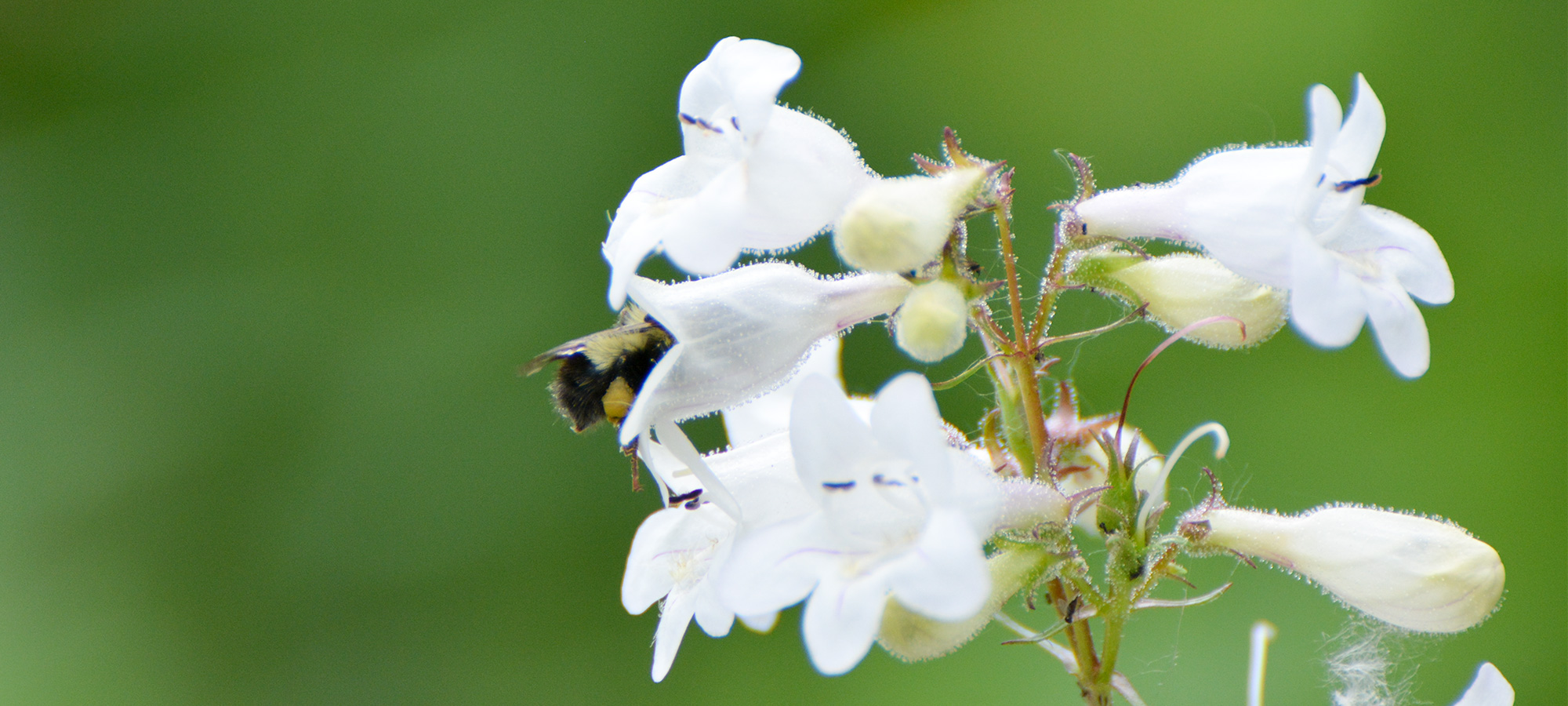Summer herbaceous – Our Habitat Garden