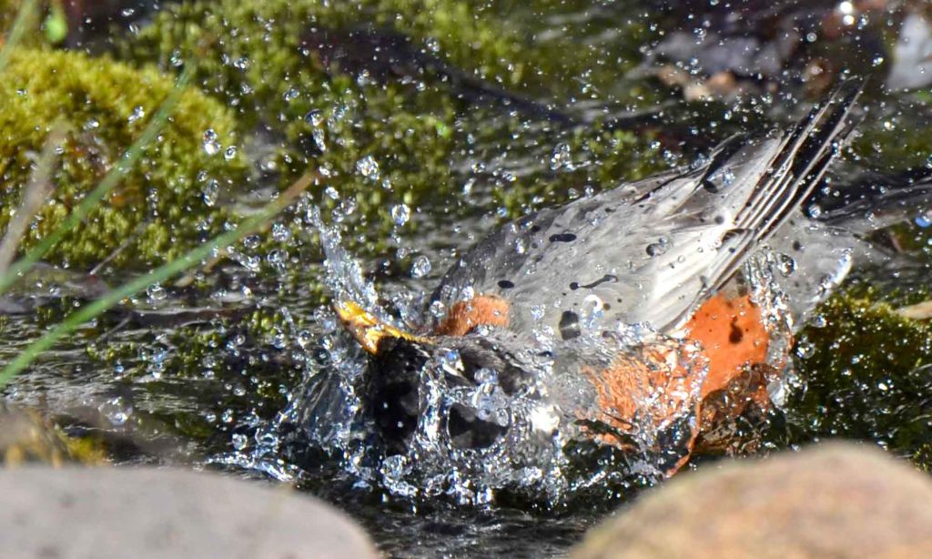 Water for birds – Our Habitat Garden