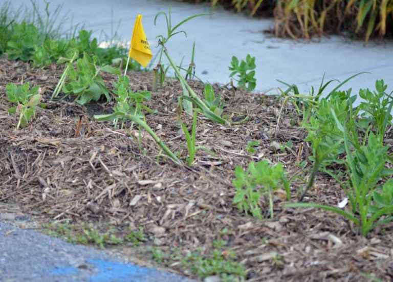 Hellstrip – Our Habitat Garden