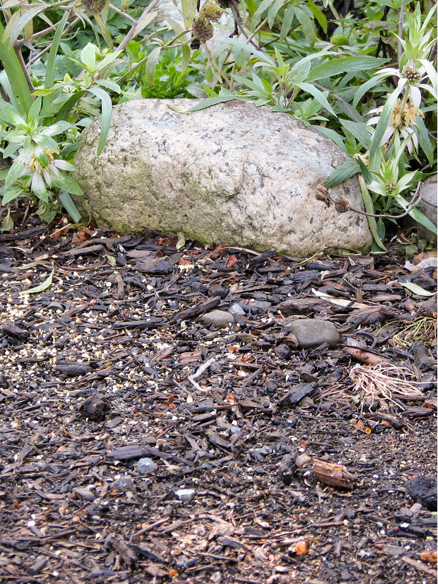 Seeds – Our Habitat Garden