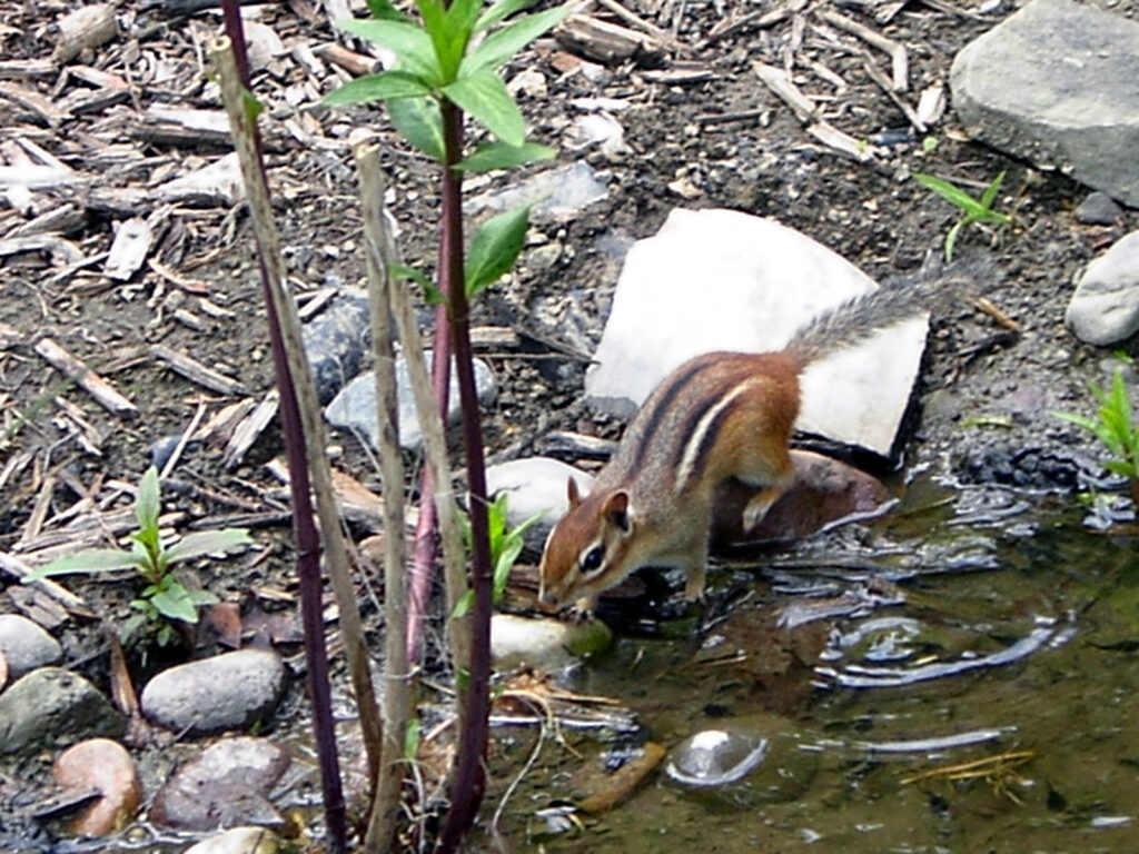 Wildlife – Our Habitat Garden