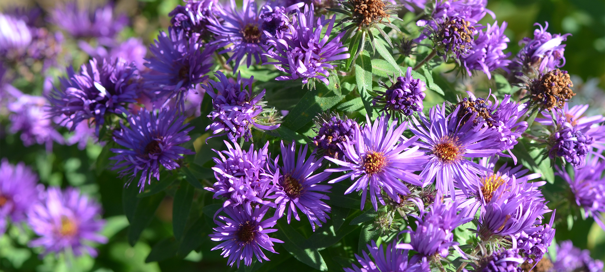 Cultivars and hybrids – Our Habitat Garden