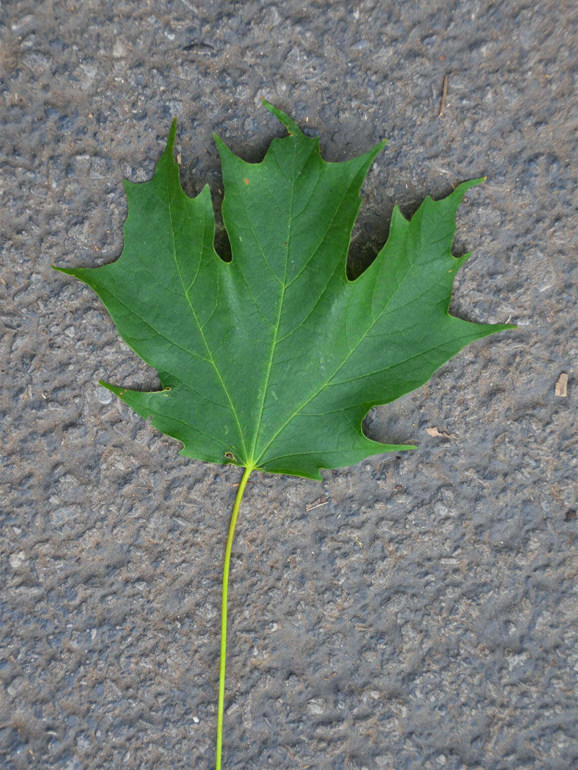 Invasive trees – Our Habitat Garden