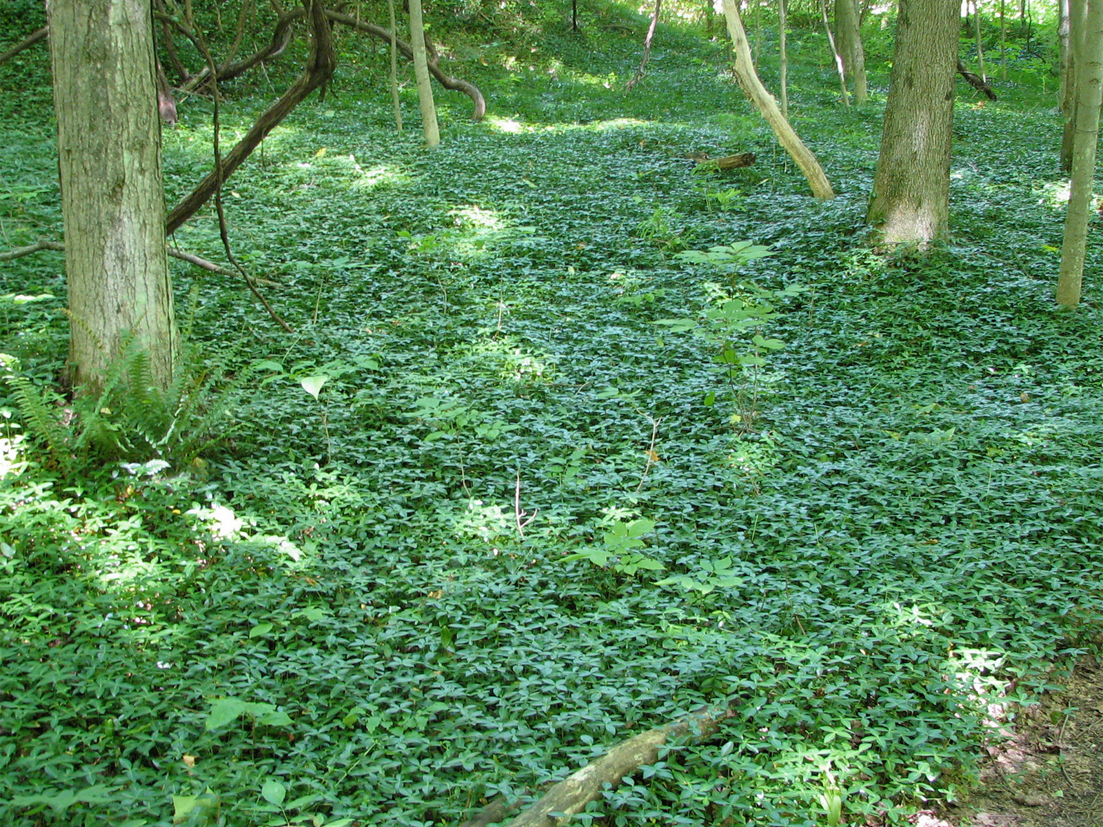 Invasive vines – Our Habitat Garden