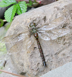 Our darners – Our Habitat Garden