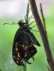 Black swallowtail – Our Habitat Garden