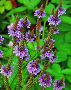 Our wildflowers – 20 – Our Habitat Garden