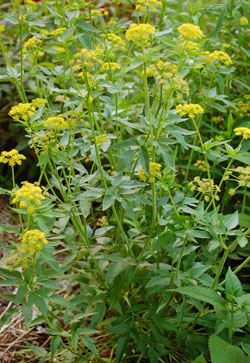 Our wildflowers – 20 – Our Habitat Garden